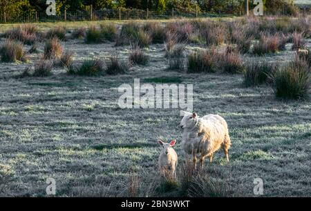 Ballingeary, Cork, Ireland. 12th May, 2020. A herd of sheep grase on a ...