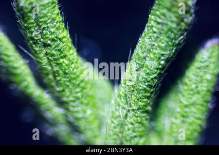 plant under the microscope, branches, thorns Stock Photo - Alamy