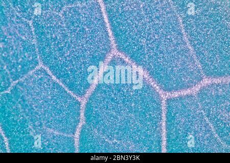juicy green plant cells under the microscope Stock Photo - Alamy