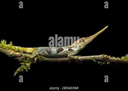 Horned Anole (Anolis proboscis) male, Mindo, Ecuador Stock Photo - Alamy
