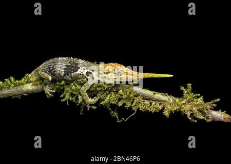 Male of Pinocchio Anole (Anolis proboscis) exposing a conspicuous ...