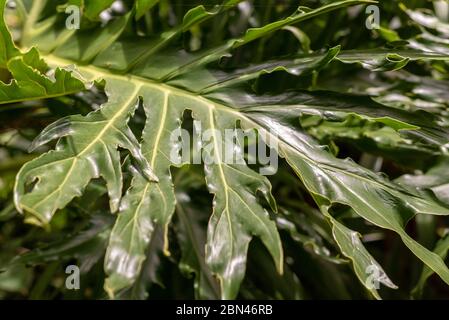 Detail of the leaf of Imbe (Philodendron), plant widely used in ...