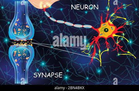 Anatomy synapse cells. Transmission signal of impulse in a living ...