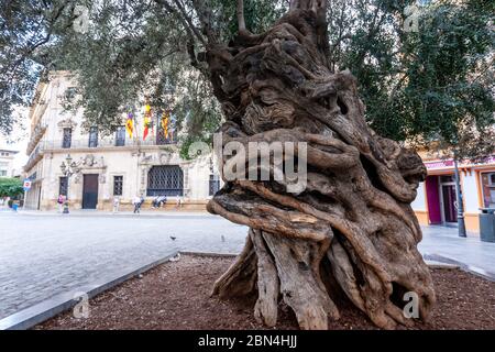 Old olive tree in Palma de Mallorca Stock Photo - Alamy