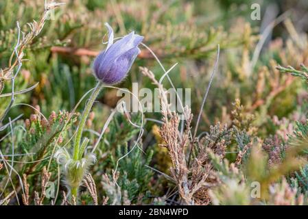 Purple prairie crocus just about to open among wild grasses in ...