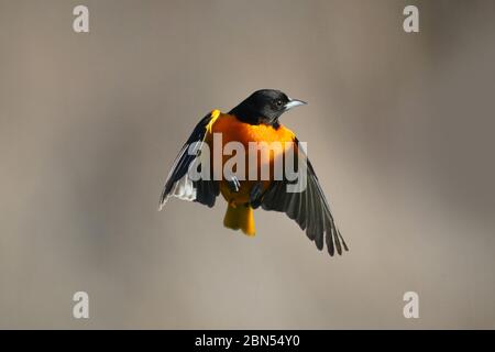 Baltimore Oriole Male in flight Stock Photo - Alamy