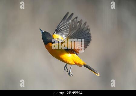 Baltimore Oriole Male in flight Stock Photo - Alamy