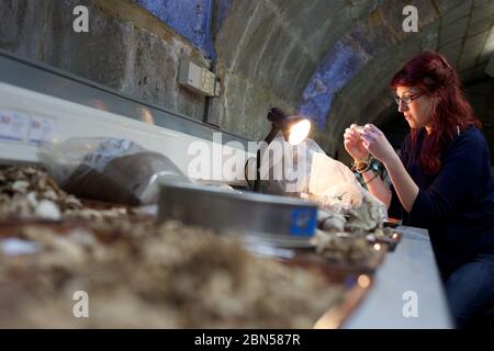 Archaeology student in a brick wall classroom Stock Photo - Alamy