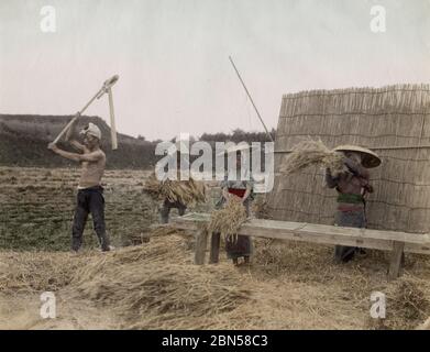 Threshing rice grains, Japan. Vintage 19th century photograph Stock ...