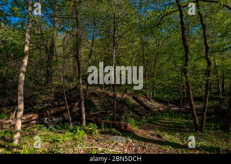Early signs of spring in Rockefeller State Park Preserve, New York, USA ...