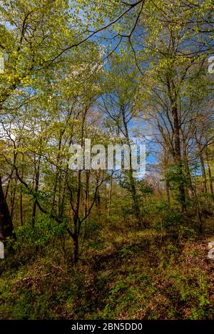 Early signs of spring in Rockefeller State Park Preserve, New York, USA ...