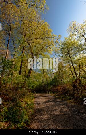 Early signs of spring in Rockefeller State Park Preserve, New York, USA ...