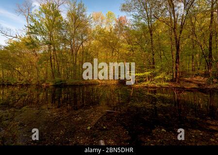 Early signs of spring in Rockefeller State Park Preserve, New York, USA ...
