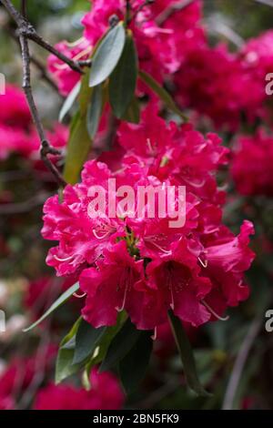 rhododendron the honorable jean marie de montague red flowers flower ...