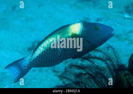 Spotted Parrotfish (Cetoscarus ocellatus Stock Photo - Alamy