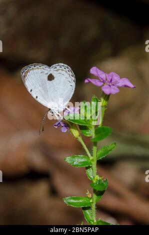 Forest Quaker Butterfly, Pithecops corvus, on stem, Klungkung, Bali ...