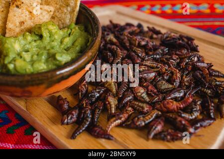 Chapulines, grasshoppers and guacamole snack traditional Mexican ...
