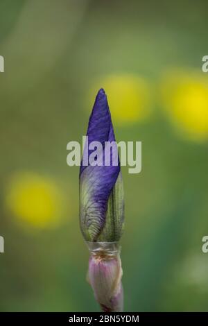 Blue iris flower starting to bloom, beautiful bokeh and green ...