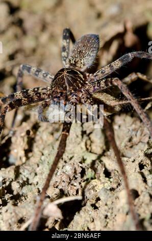 Huntsman spider (Heteropoda sp.: Sparassidae) female at night in ...