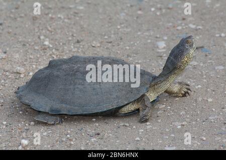 South African reptiles Stock Photo - Alamy