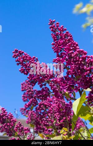 Lilac bush in the garden. Spring floral background Stock Photo - Alamy