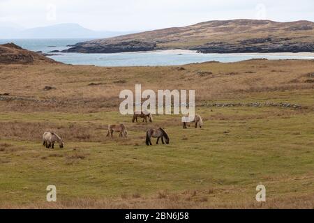 Rum ponies near Kilmory Bay on the isle of Rum, Scotland Stock Photo ...
