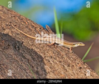 Cryptoblepharus egeriae, the blue-tailed skink, is a species of native ...