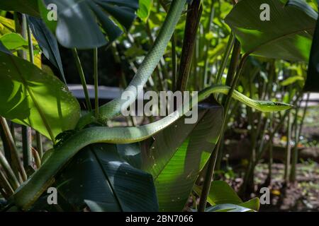 Costa Rica, green parrot snake (Leptophis ahaetulla Stock Photo - Alamy