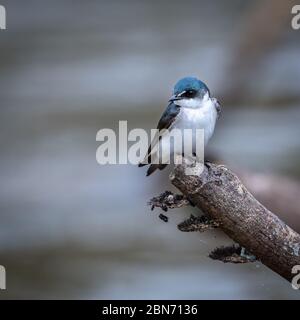 Mangrove Swallow (Tachycineta albilinea) perched on a branch, Costa ...