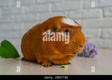 Species of rodent belonging to the family Caviidae and the genus Cavia ...