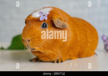 Species of rodent belonging to the family Caviidae and the genus Cavia ...