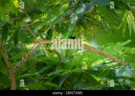Walking Stick (Phasmatodea), Costa Rica Stock Photo - Alamy