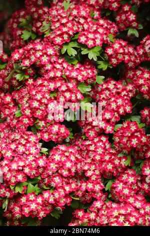 A Crimson Cloud Hawthorn tree, Crataegus Laevigata punicea in full ...