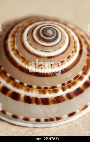 Architectonica sp., sundial shell Stock Photo - Alamy