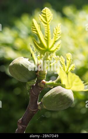 Young fig leaves growing on the tip of the branch of fig tree, ficus ...