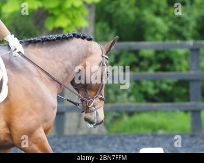 A head shot of a horse during a dressage competition Stock Photo - Alamy
