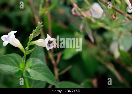 Asystasia gangetica is commonly known as Chinese violet, coromandel or ...