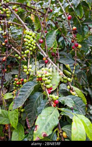 Coffee plant at Arusha Coffee Lodge, Arusha, Tanzania Stock Photo - Alamy