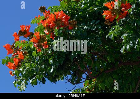 Flowers and leaves of the Gabon tulip tree Stock Photo - Alamy