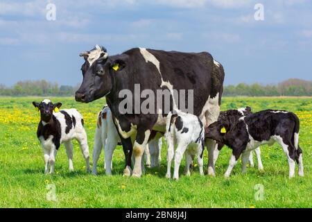 black and white calves in dutch meadow near amsterdam full of yellow ...
