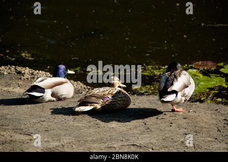 Mallard ducks resting at Wimbledon Common, London, UK Stock Photo - Alamy
