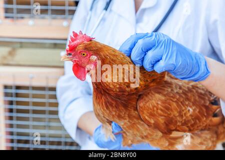 poultry health and veterinary care - chicken wearing a stethoscope ...