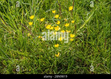 Ranunculus auricomus known as goldilocks or Greenland buttercup Stock ...