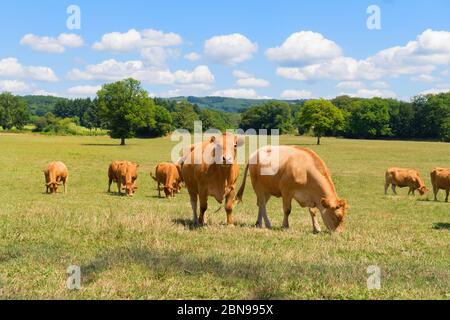 A herd of Limousine, a French breed of beef cattle from the Limousin ...