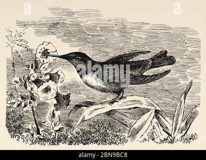 . A textbook in general zoology. Zoology. 306 MAMMALS two far apart and ...