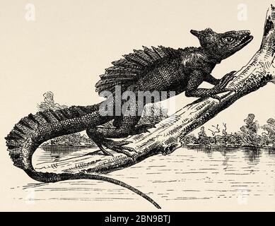 Common basilisk (Basiliscus basiliscus), 19th-century illustration ...