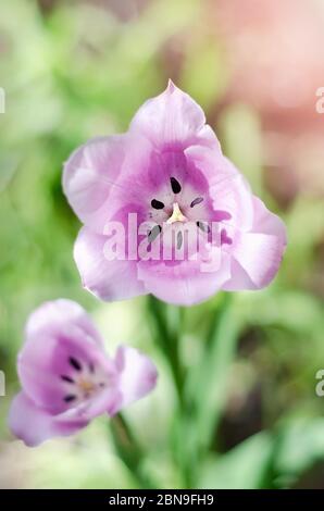 A selective of a lilac flower leaf on the background of a red rose ...