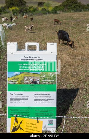 Goats grazing. Bommer canyon Irvine California part of woodland ...