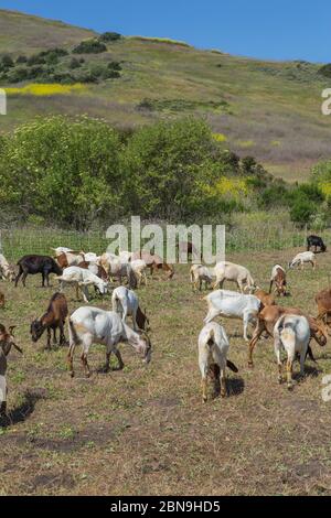 Goats grazing. Bommer canyon Irvine California part of woodland ...
