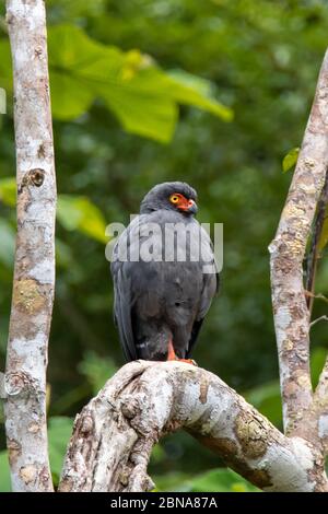 Slate-colored hawk (Leucopternis schistaceus) perched in Peruvian ...